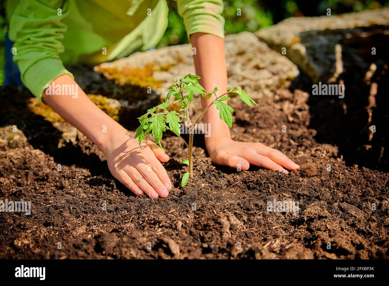Boy planting tomato plant in garden at back yard Stock Photo - Alamy