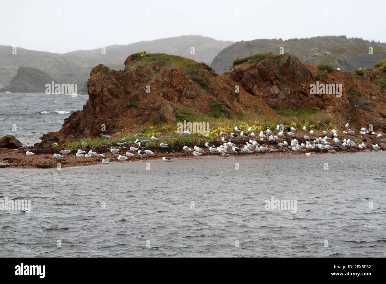 Island of newfoundland hi-res stock photography and images - Alamy
