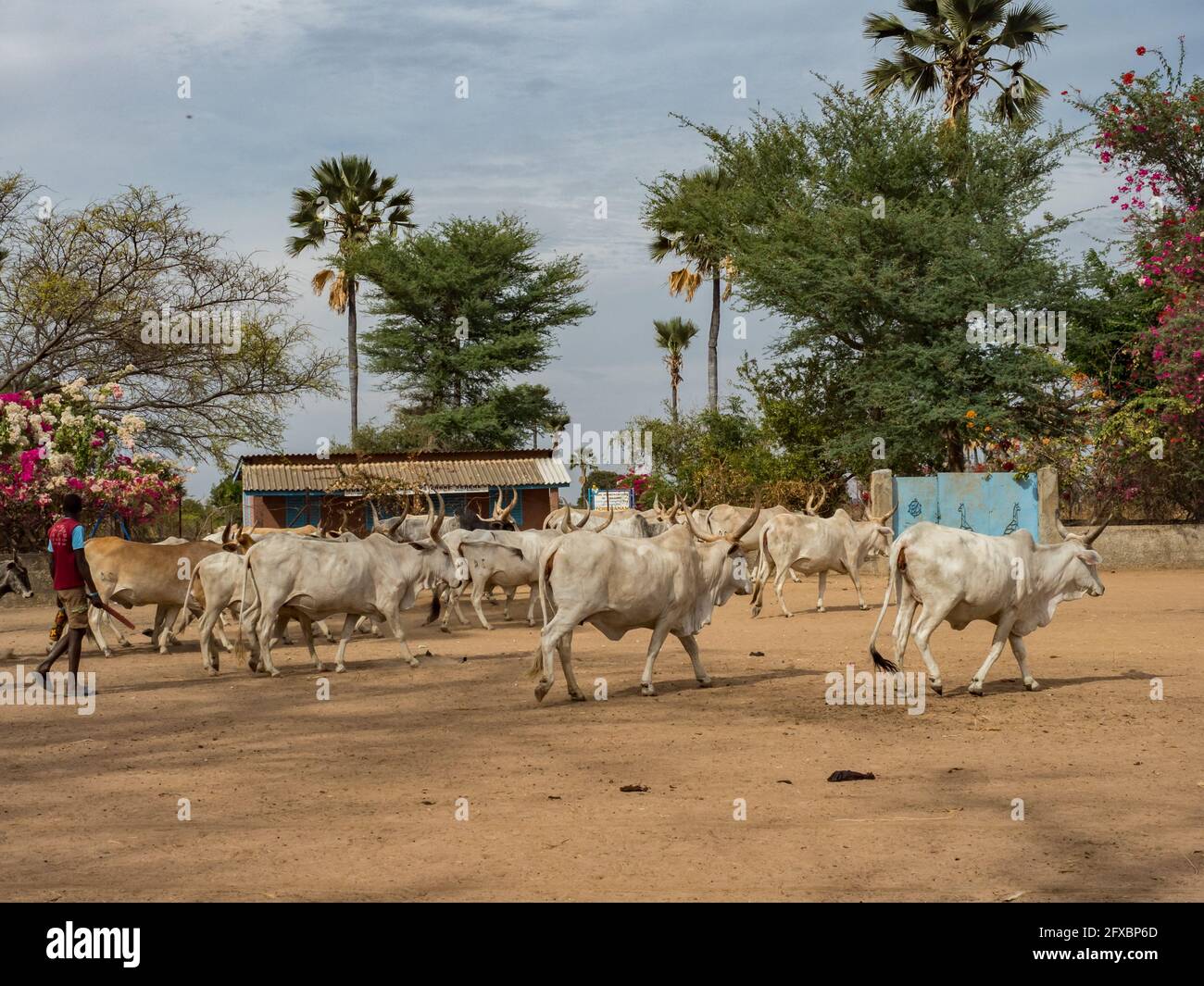 Senegal, Africa - January 2019: African children drive white cows in ...