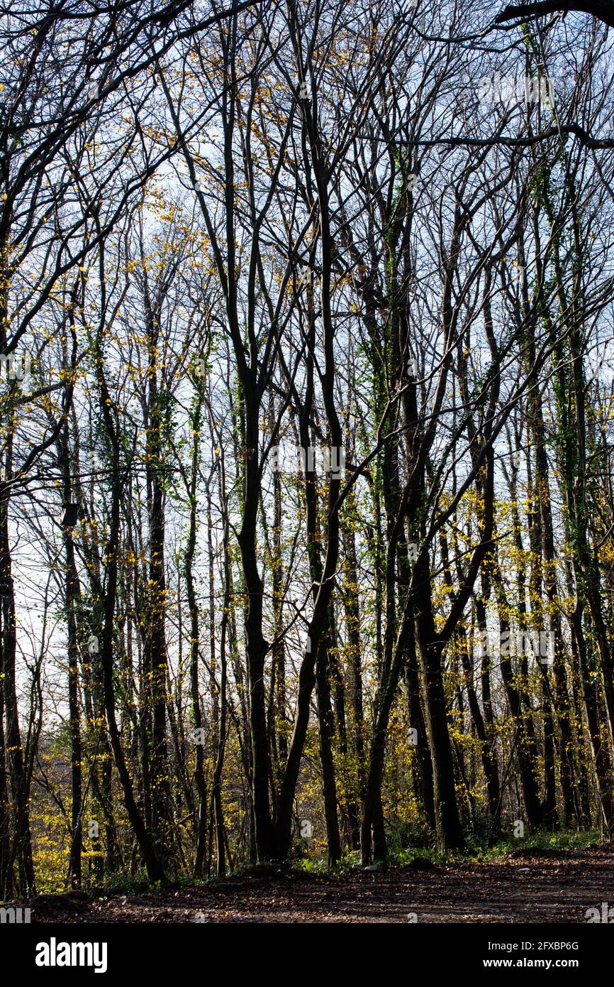 Autumn in istanbul hi-res stock photography and images - Alamy