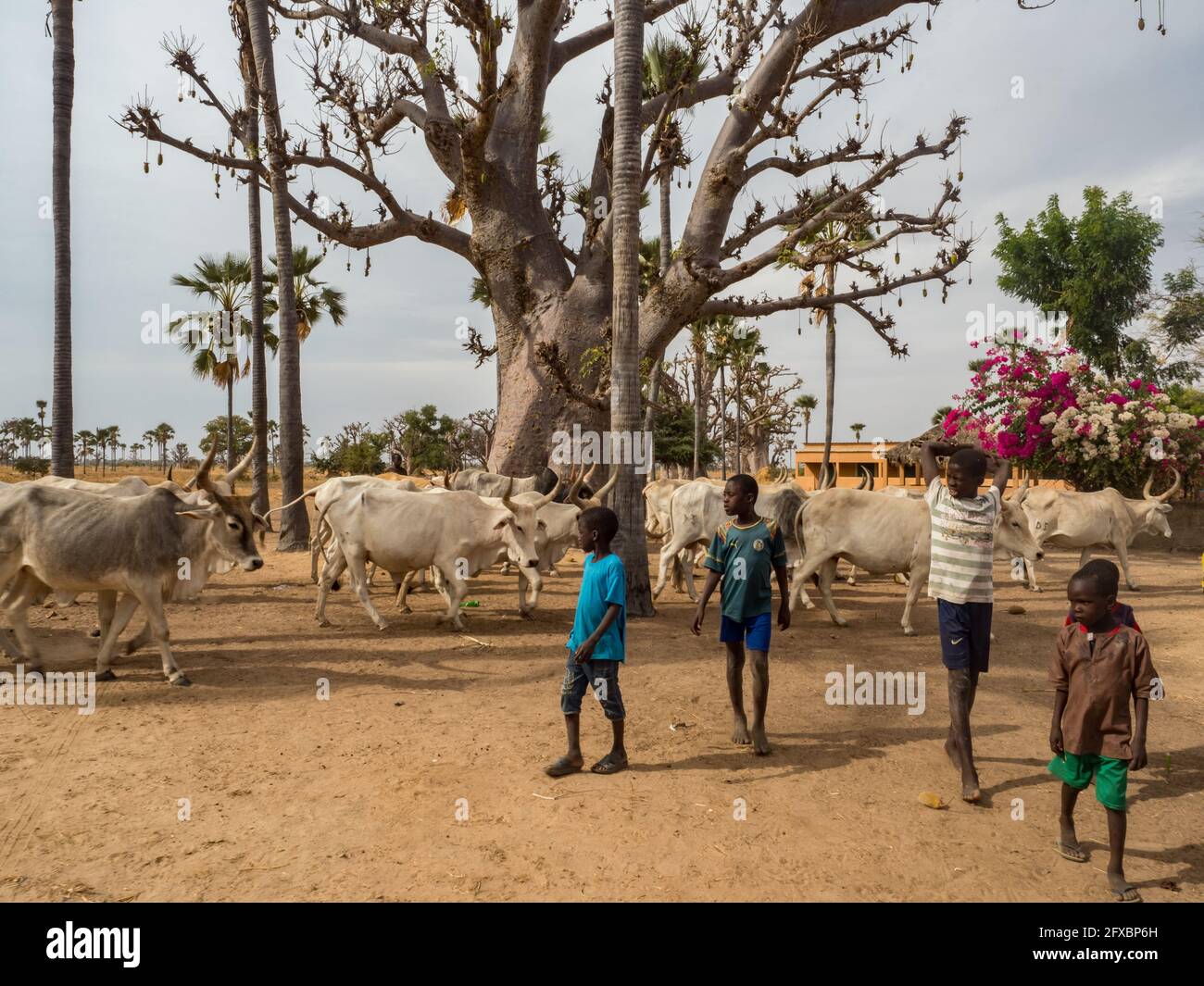 Rural village in senegal hi-res stock photography and images - Alamy