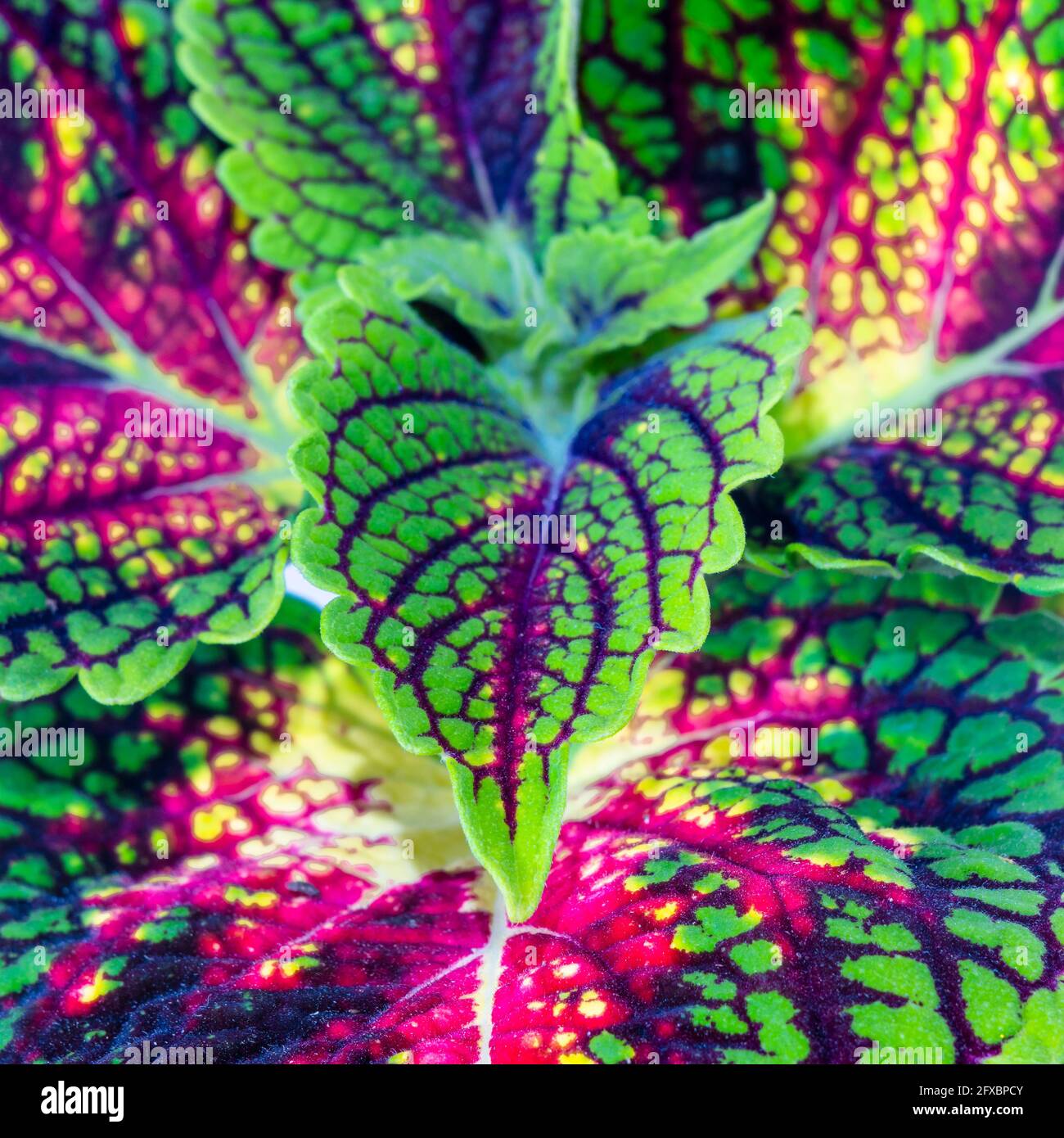 Coleus blumei hi-res stock photography and images - Alamy
