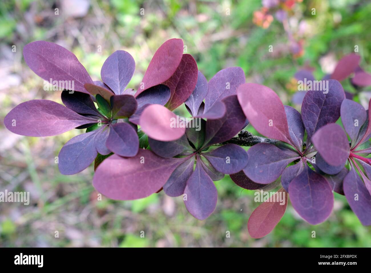 Berberis thunbergii, the Japanese barberry, Thunberg's barberry, or red ...