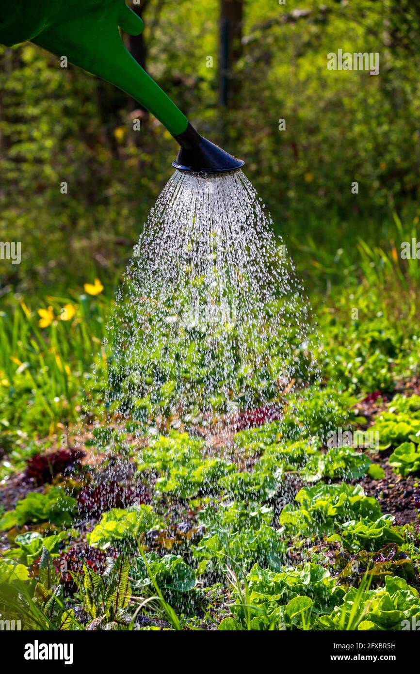 Vegetable garden hi-res stock photography and images - Alamy