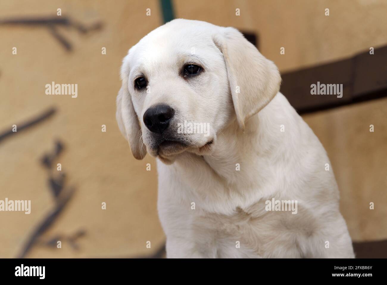 a sweet nice yellow labrador puppy portrait close up Stock Photo - Alamy