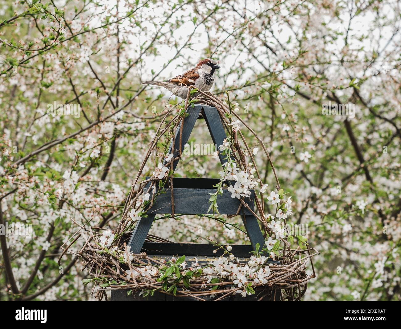 Cute, beautiful birds in a wicker feeder. Close-up, outdoors. Day light ...