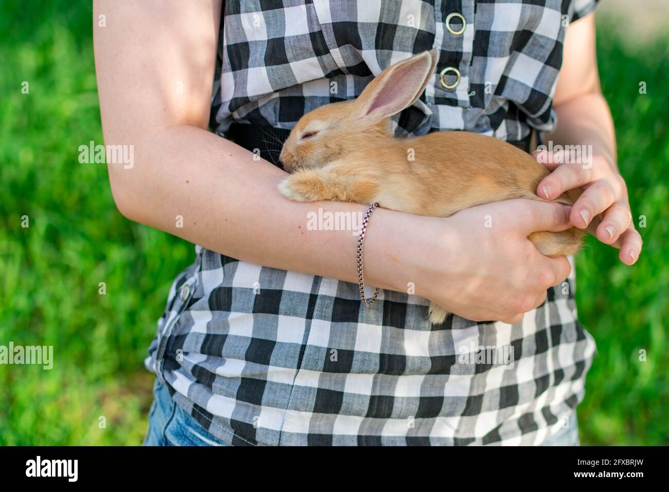 A girl is holding a cute red-haired rabbit asleep in her arms, in a ...