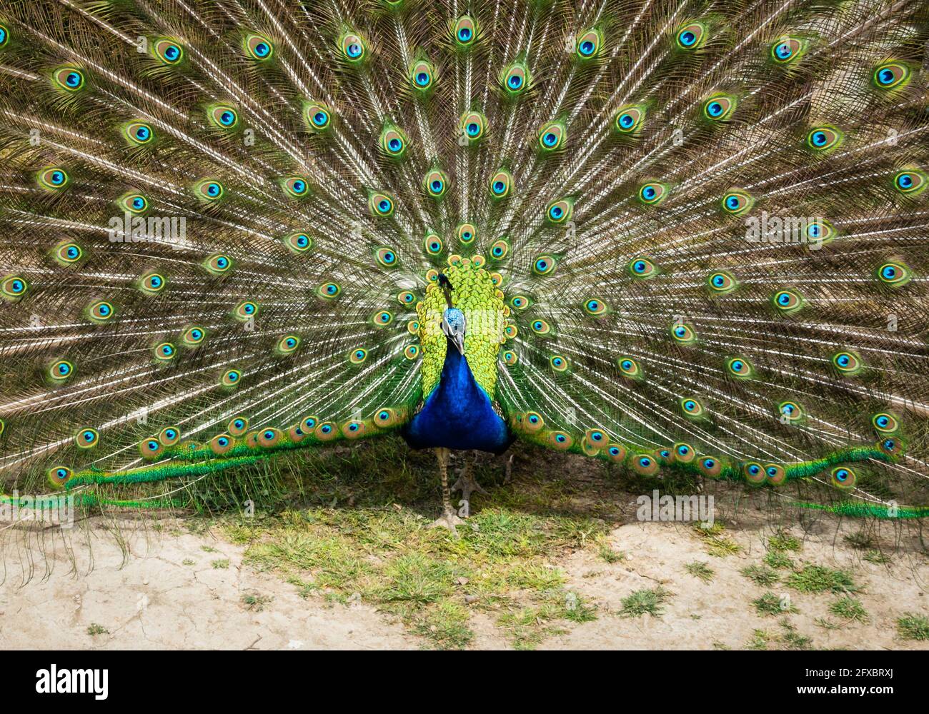 Full front frontal view hi-res stock photography and images - Alamy