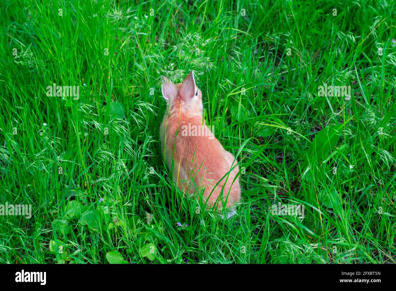 Ginger rabbit hi-res stock photography and images - Alamy