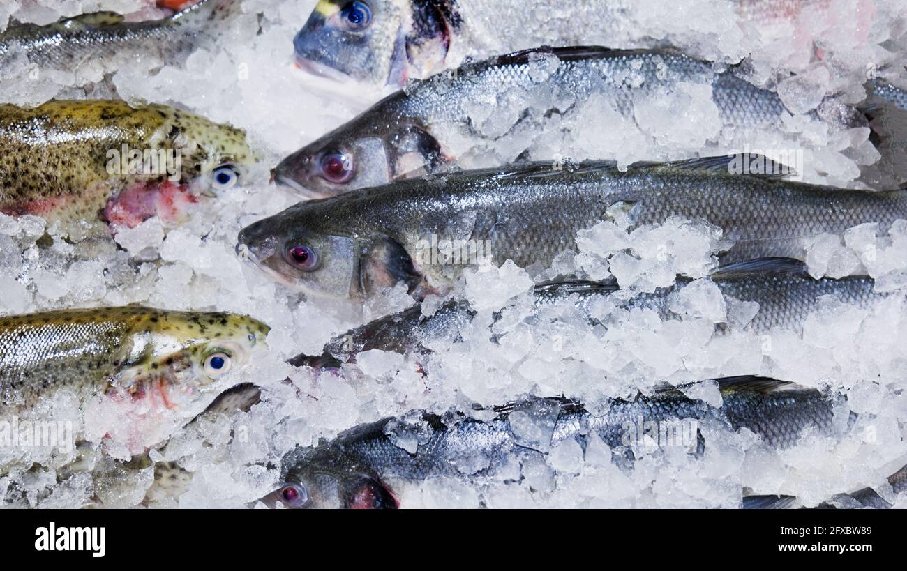 trout in ice on a supermarket shelf. chilled fish Stock Photo - Alamy