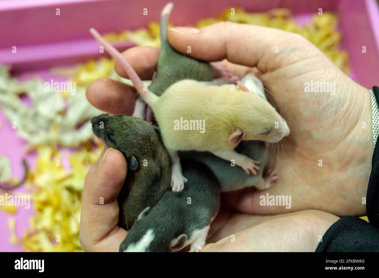 decorative rat pups on hands close-up Stock Photo - Alamy