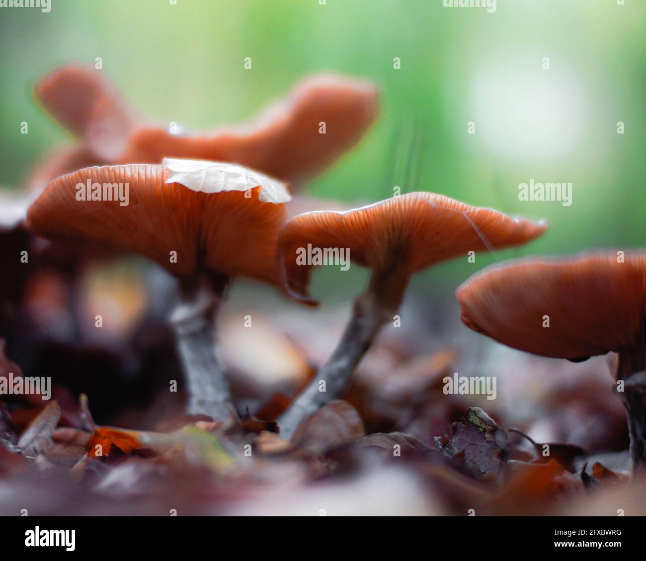 Oak milkcap hi-res stock photography and images - Alamy