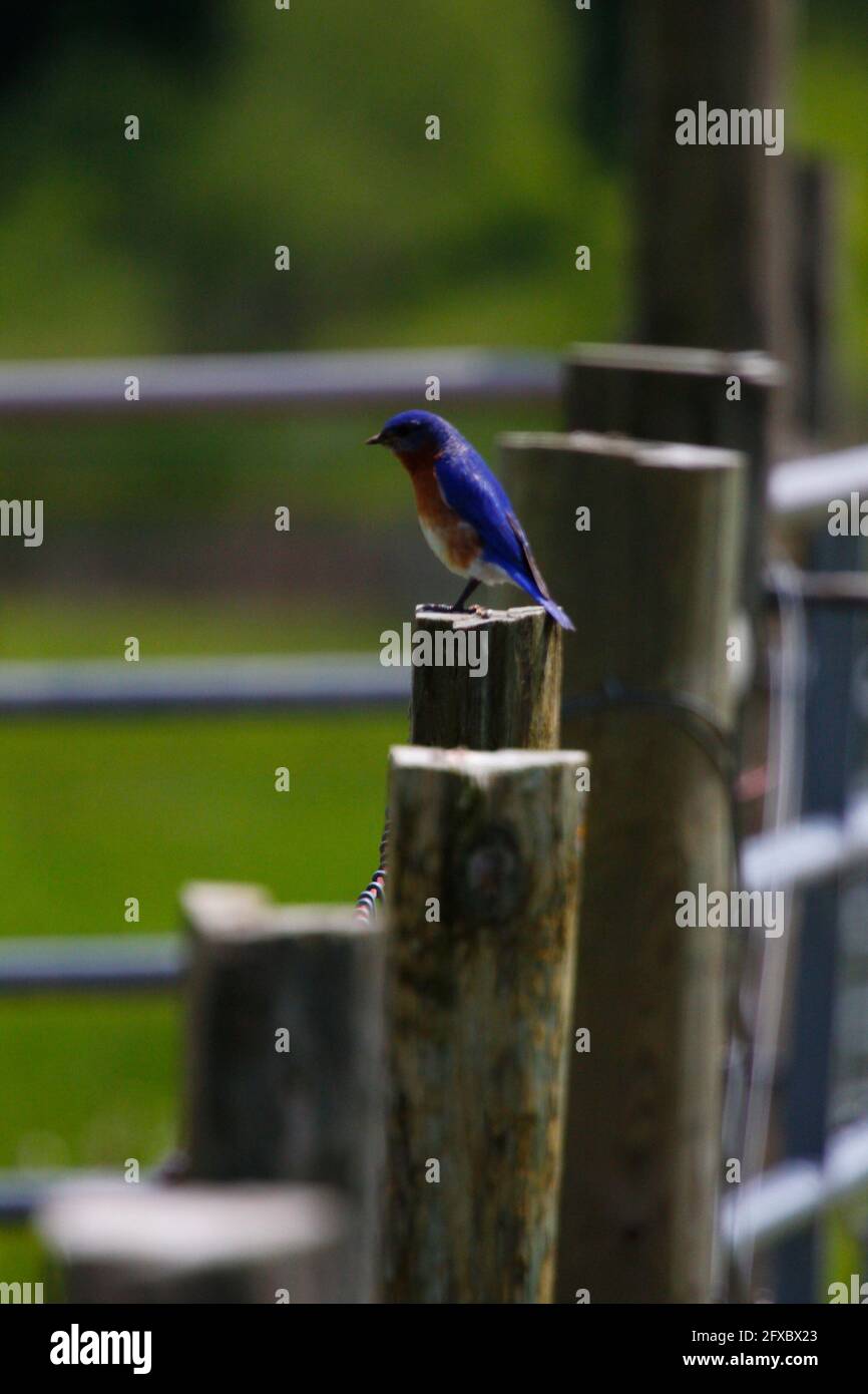 Bluebird on fence hi-res stock photography and images - Alamy