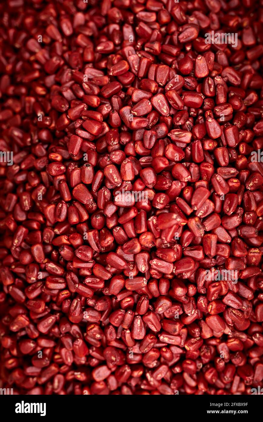 Fresh red corn kernels pile Stock Photo - Alamy
