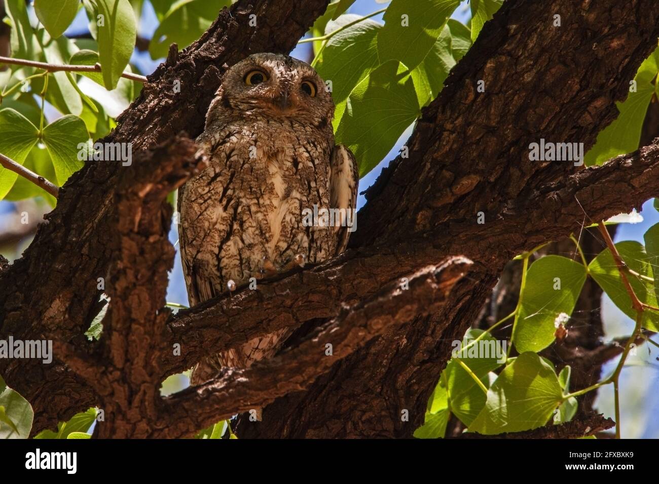 African scops owl hi-res stock photography and images - Alamy