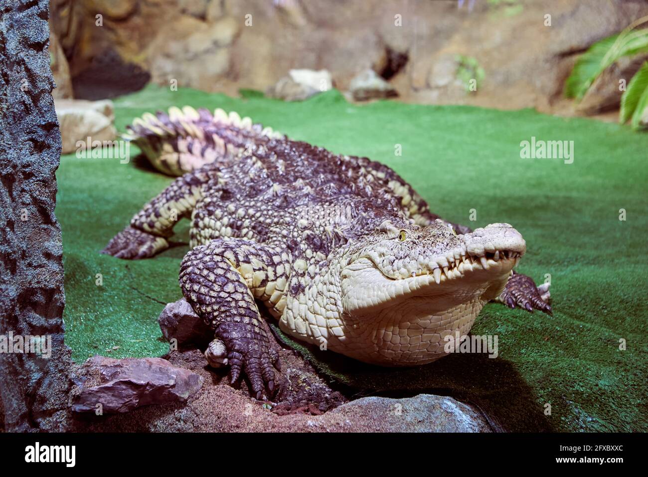 An adult Nile crocodile in aviary of city marine aquarium Stock Photo ...