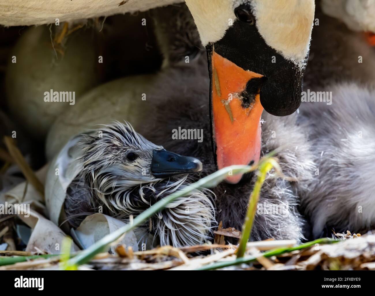 Closeup shot of baby ducks hatching from eggs Stock Photo - Alamy