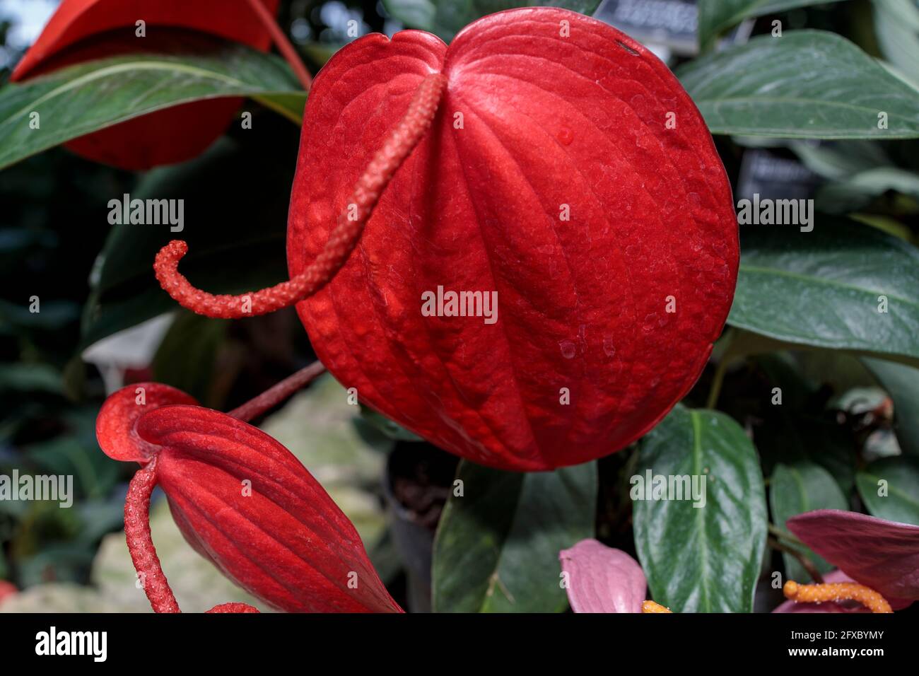 Anthurium scherzerianum, the flamingo flower or pigtail plant, is a ...
