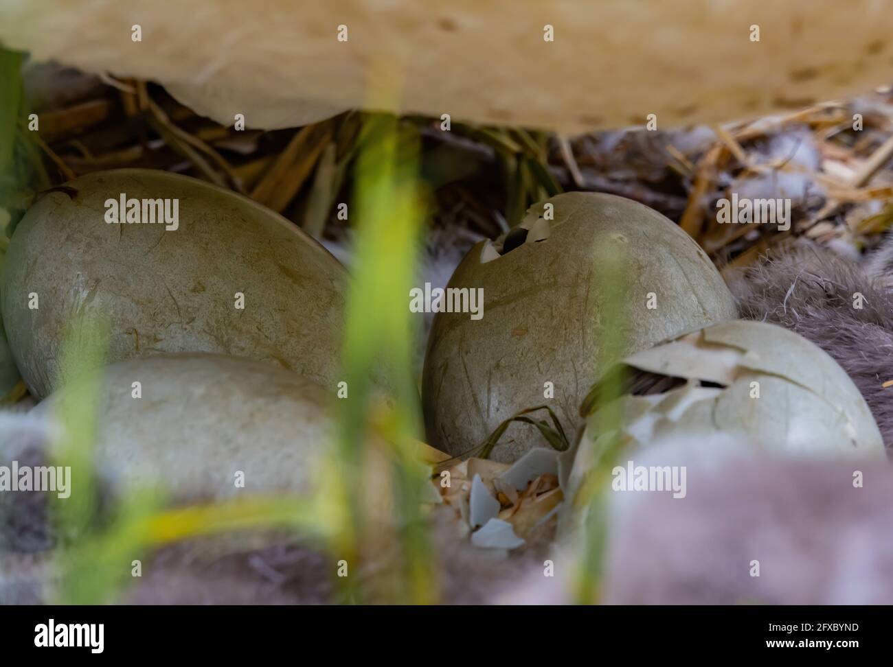 Duck egg hatching hi-res stock photography and images - Alamy