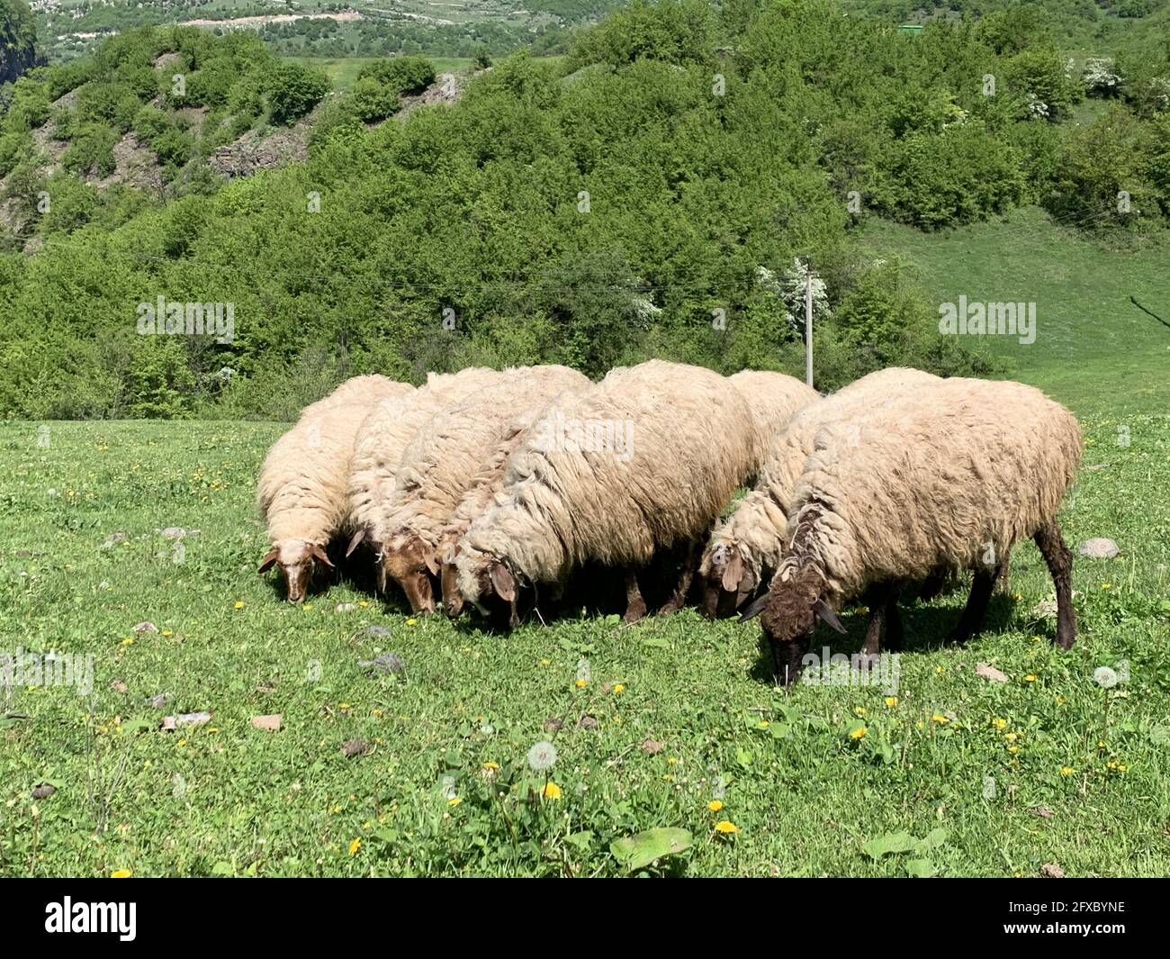 Closeup of Armenian semicoarsewool sheep flock grazing the grass in ...