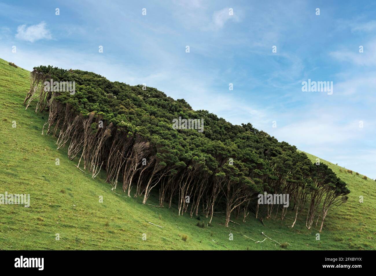 Green hillside grove in Coromandel Forest Park Stock Photo - Alamy