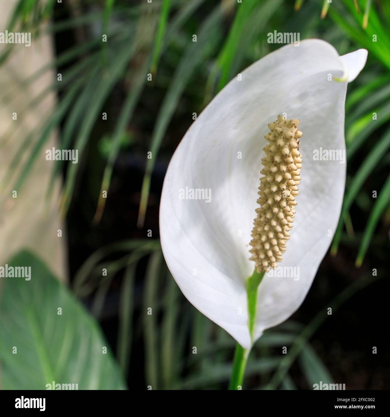 Spathiphyllum is a genus of about 47 species of monocotyledonous ...