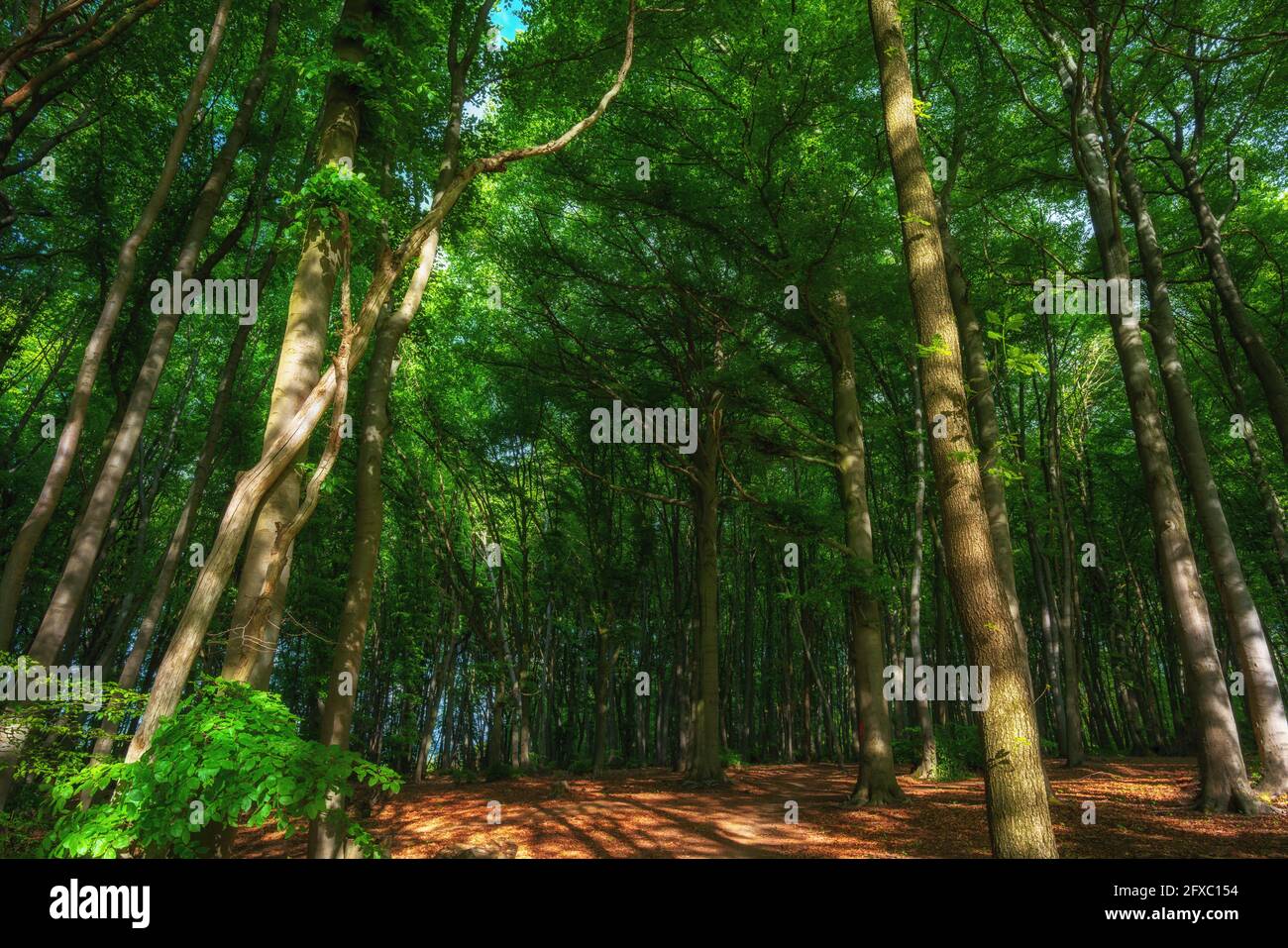 Giant old trees in the sunny forest Stock Photo - Alamy