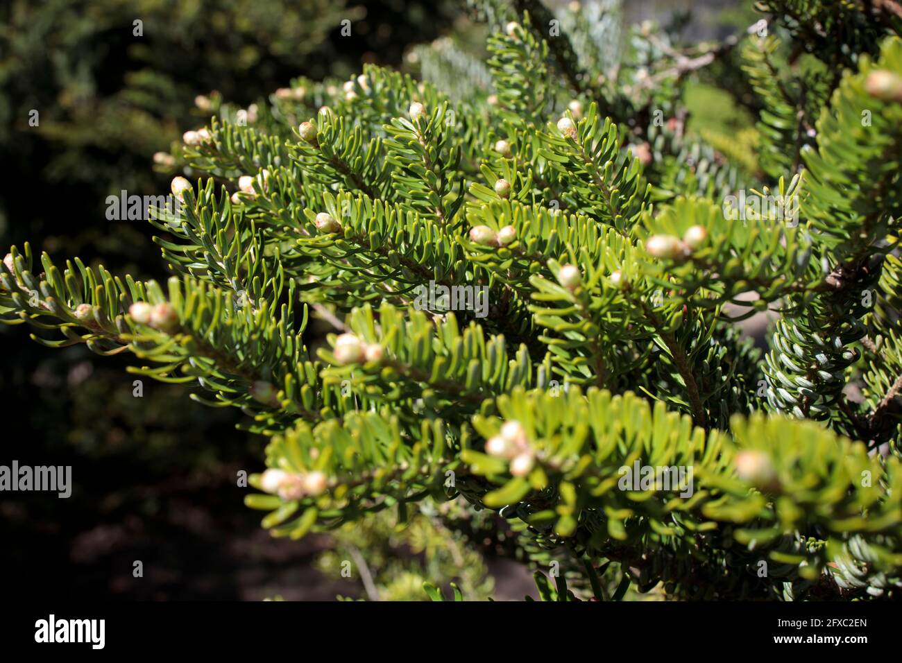Female and male cones of a spruce tree after pollination in spring ...