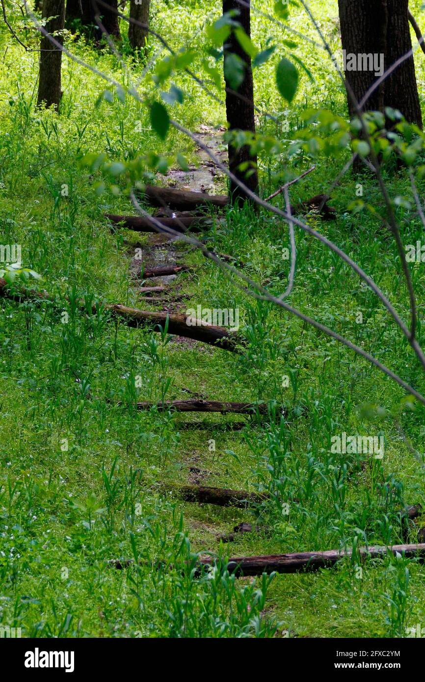 Forest Trail with Tree Trunks for Erosion Control Stock Photo - Alamy
