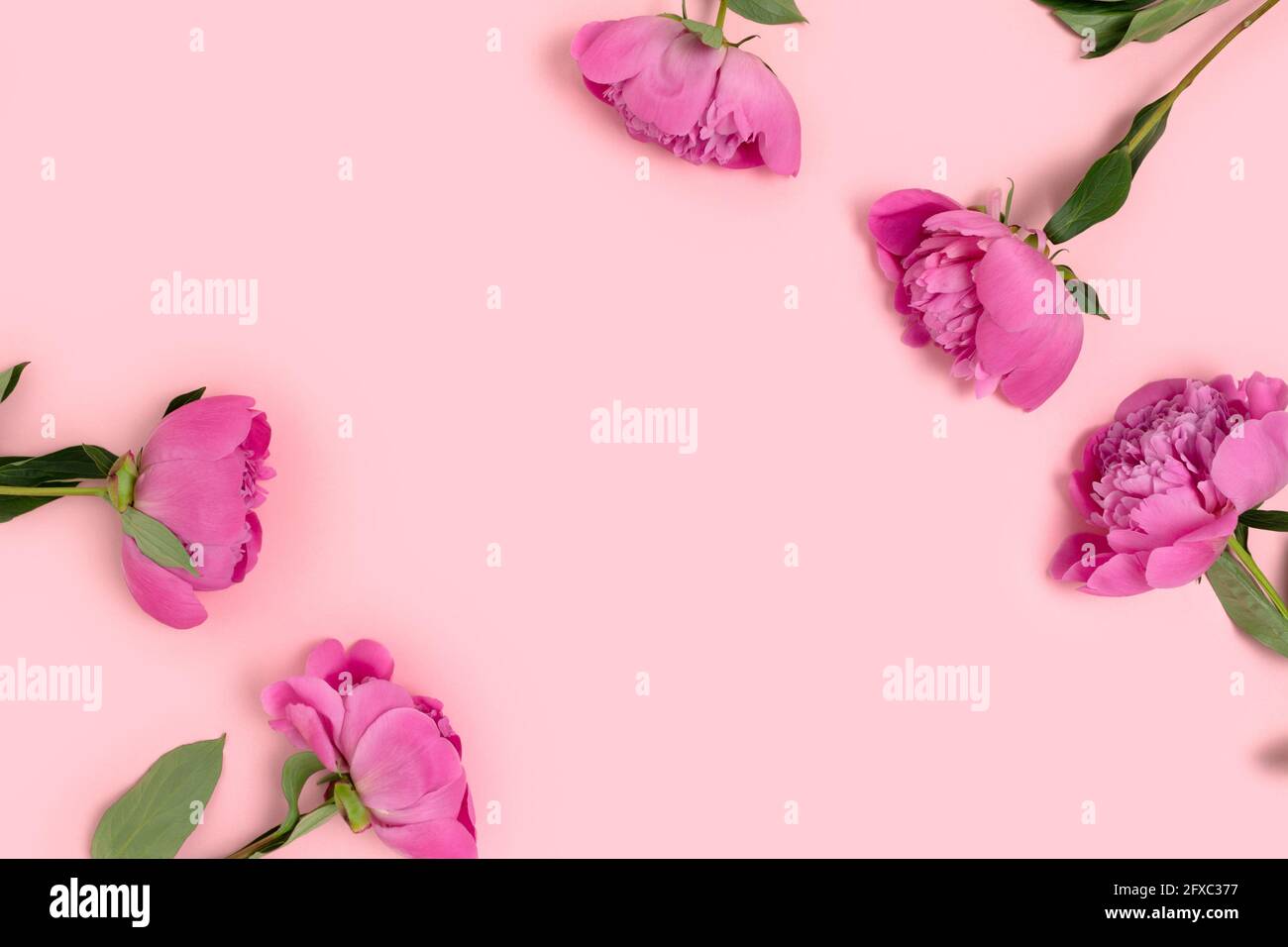 Frame made of peony flowers on a pink pastel background. Floral ...