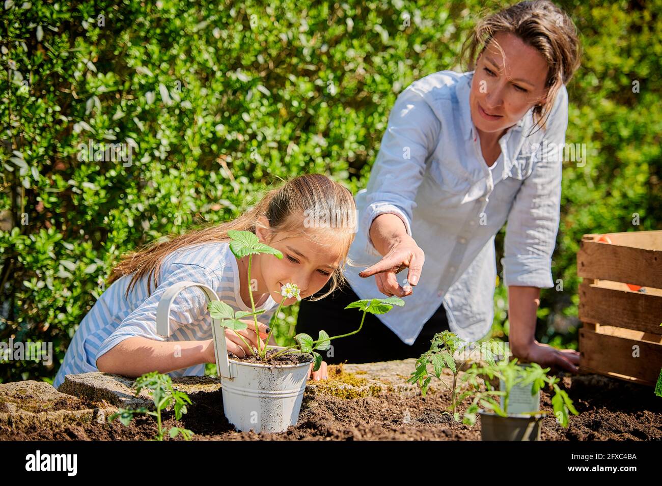 Mother guiding daughter while planting in garden Stock Photo - Alamy