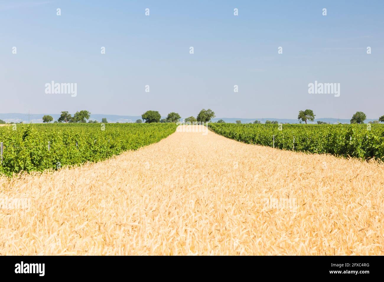 Wheat field and clear sky hi-res stock photography and images - Alamy