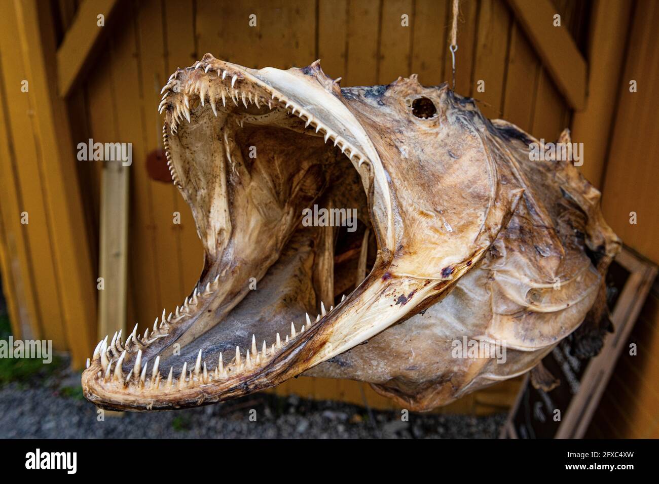 Huge dried fish in Nusfjord, Lofoten, Norway Stock Photo - Alamy