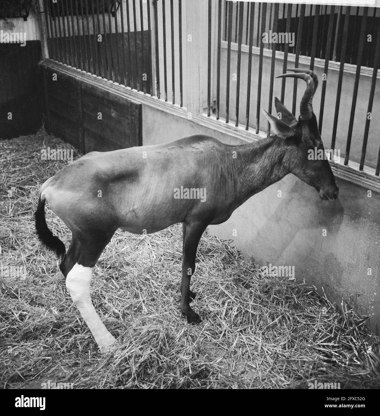 Cape Deer (African antelope) with broken hind leg in walking plaster in ...