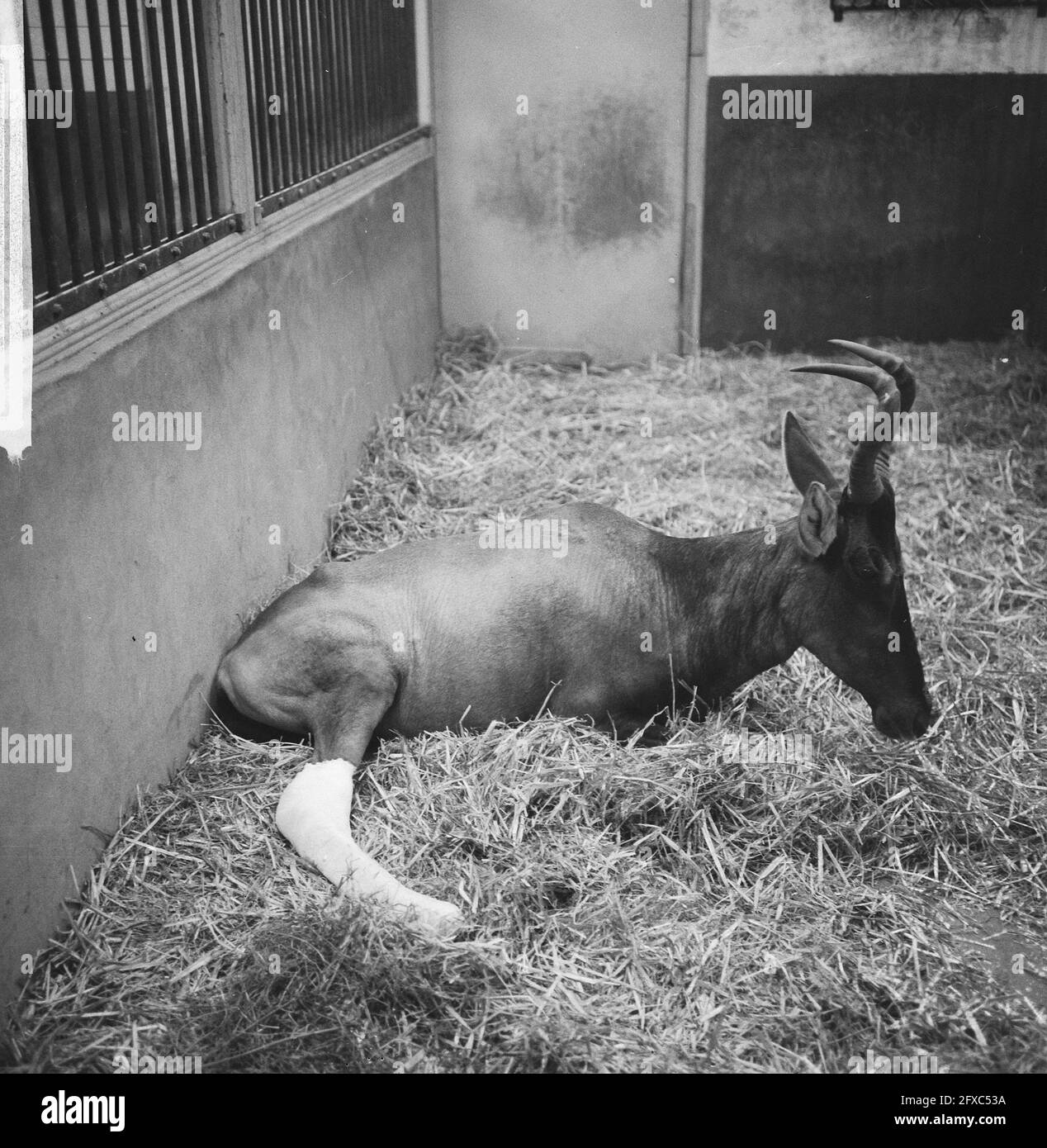 Cape Deer (African antelope) with broken hind leg in walking plaster in ...