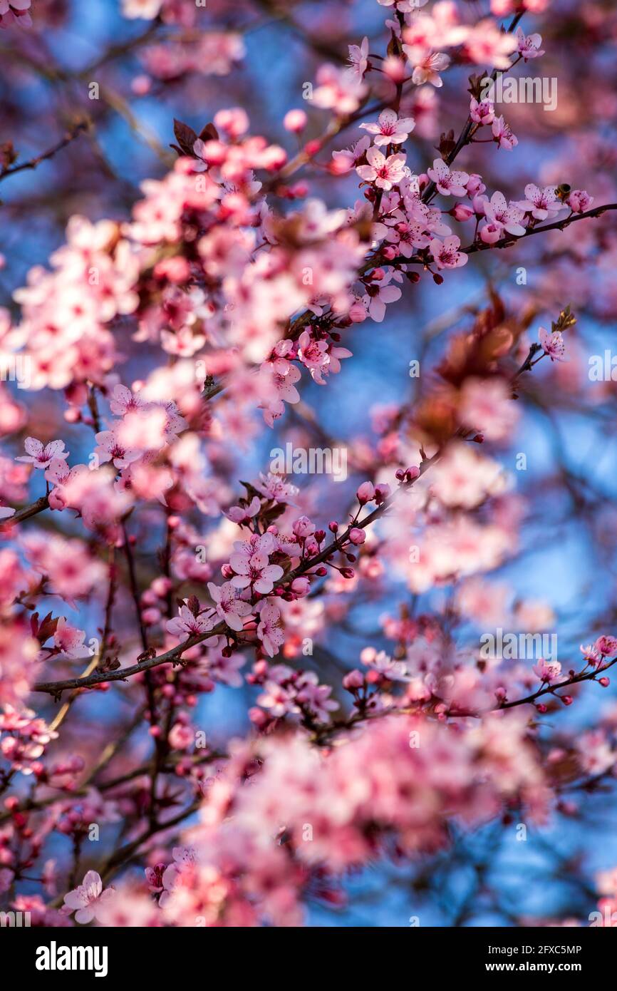 Japanese plum hi-res stock photography and images - Alamy