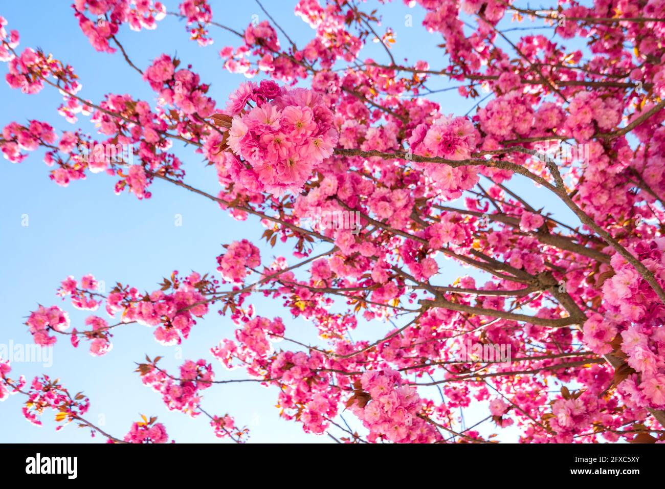Cherry blossoms in spring hi-res stock photography and images - Alamy