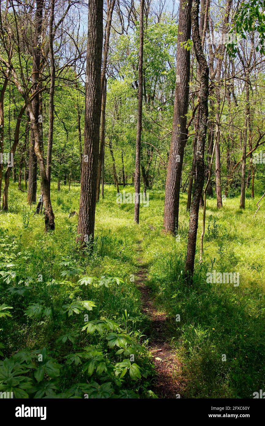 Faint Forest Trail in Spring Stock Photo - Alamy