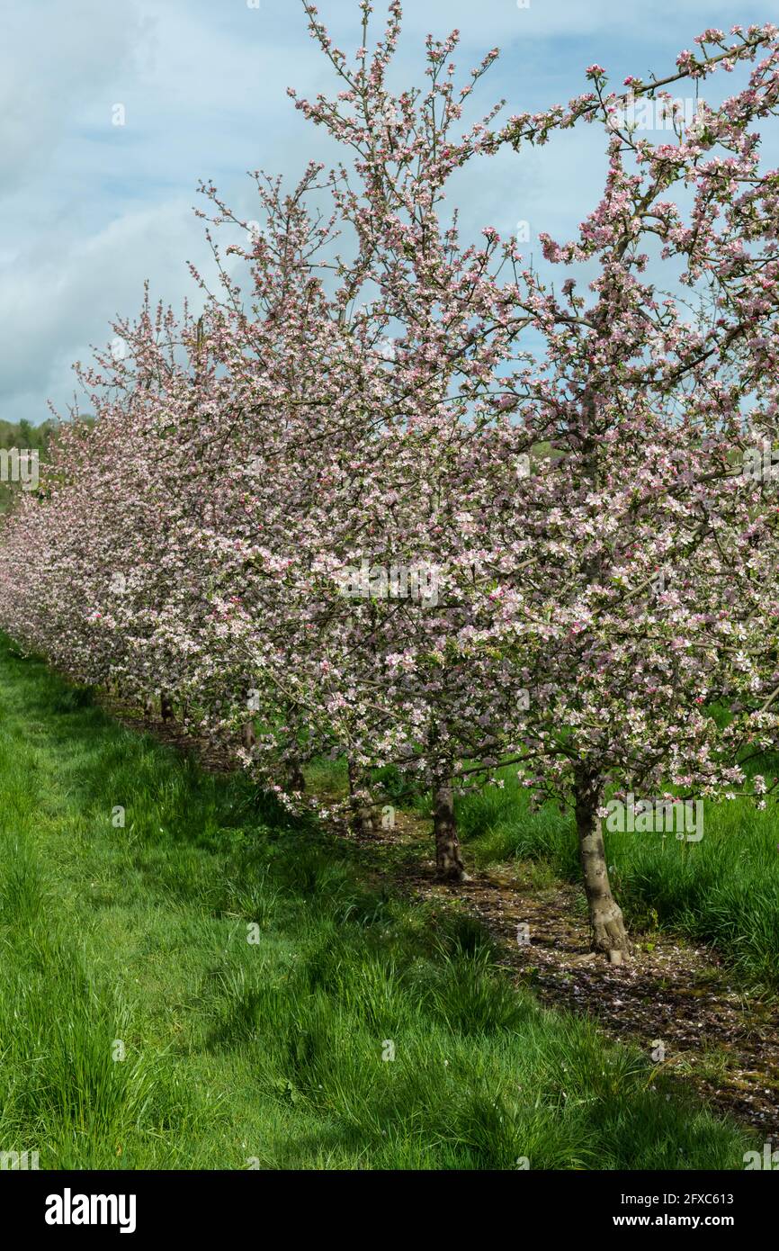 Apple trees in blossom in a modern cider orchard Stock Photo - Alamy