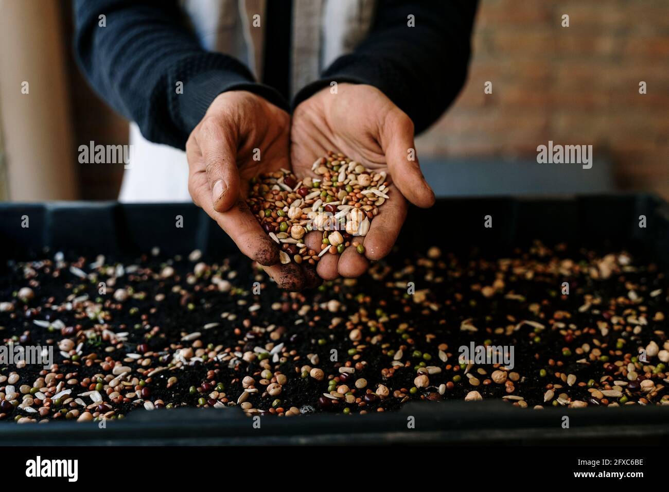 Hands holding variety of seeds over tray Stock Photo - Alamy
