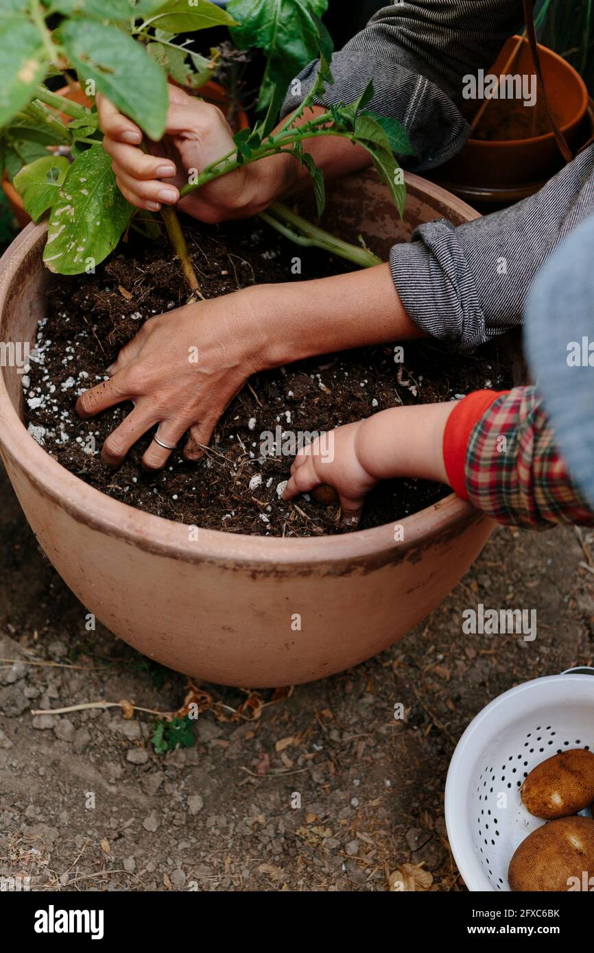 Mother and toddler boy harvesting potato from flower pot in back yard ...