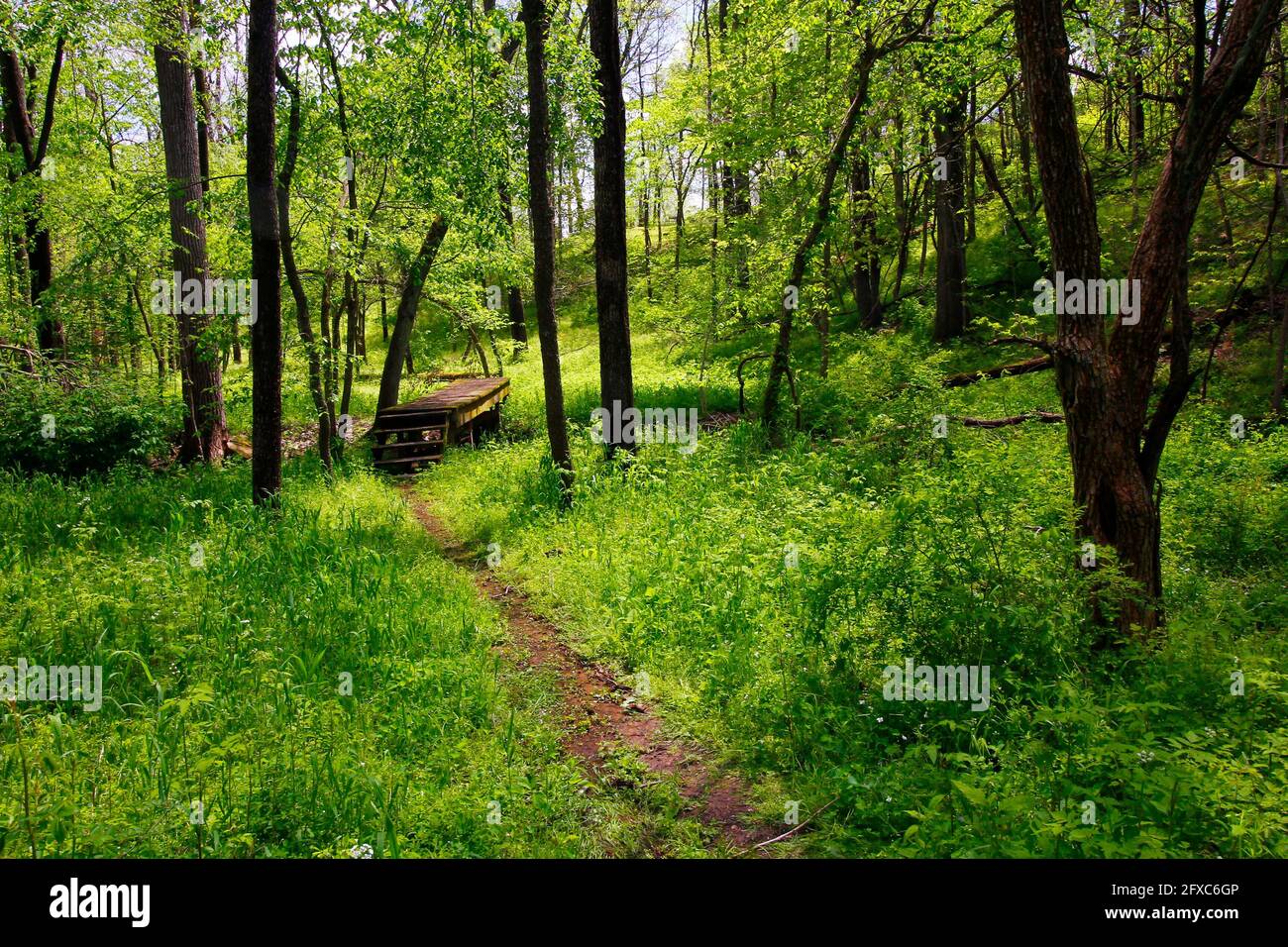 Faint Forest Trail in Spring Stock Photo - Alamy