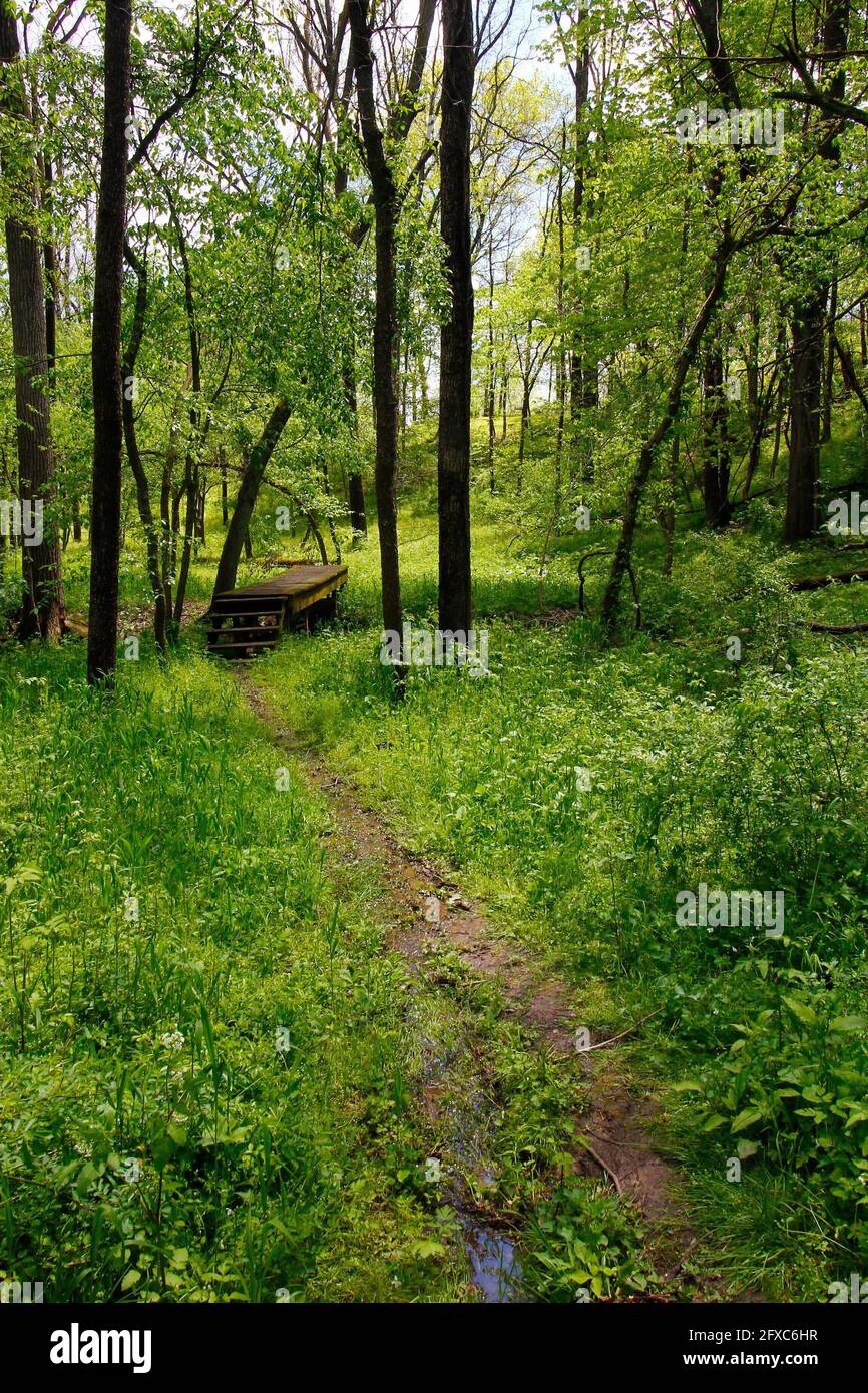 Faint Forest Trail in Spring Stock Photo - Alamy