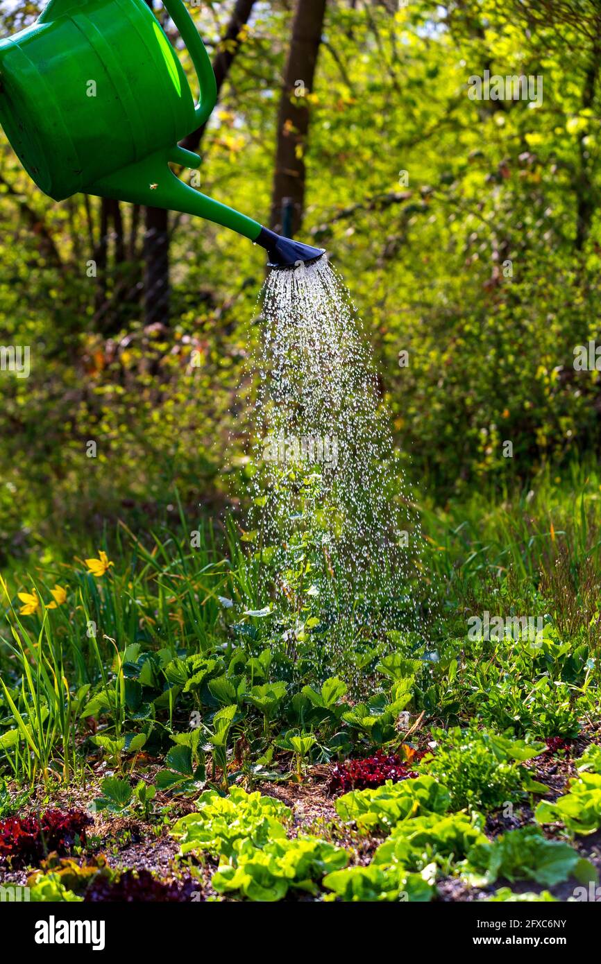 Growing plants in can hi-res stock photography and images - Alamy