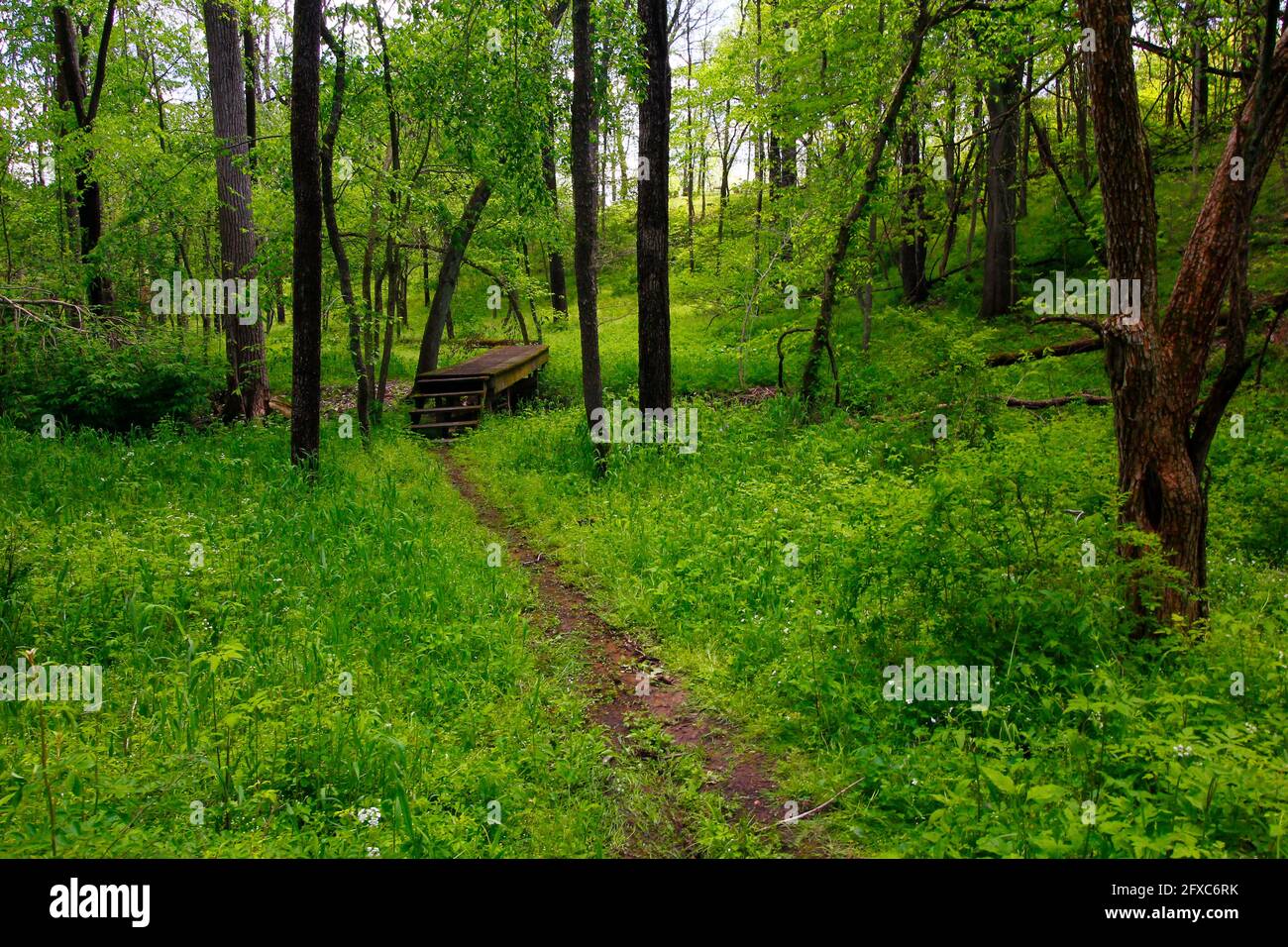 Faint Forest Trail in Spring Stock Photo - Alamy
