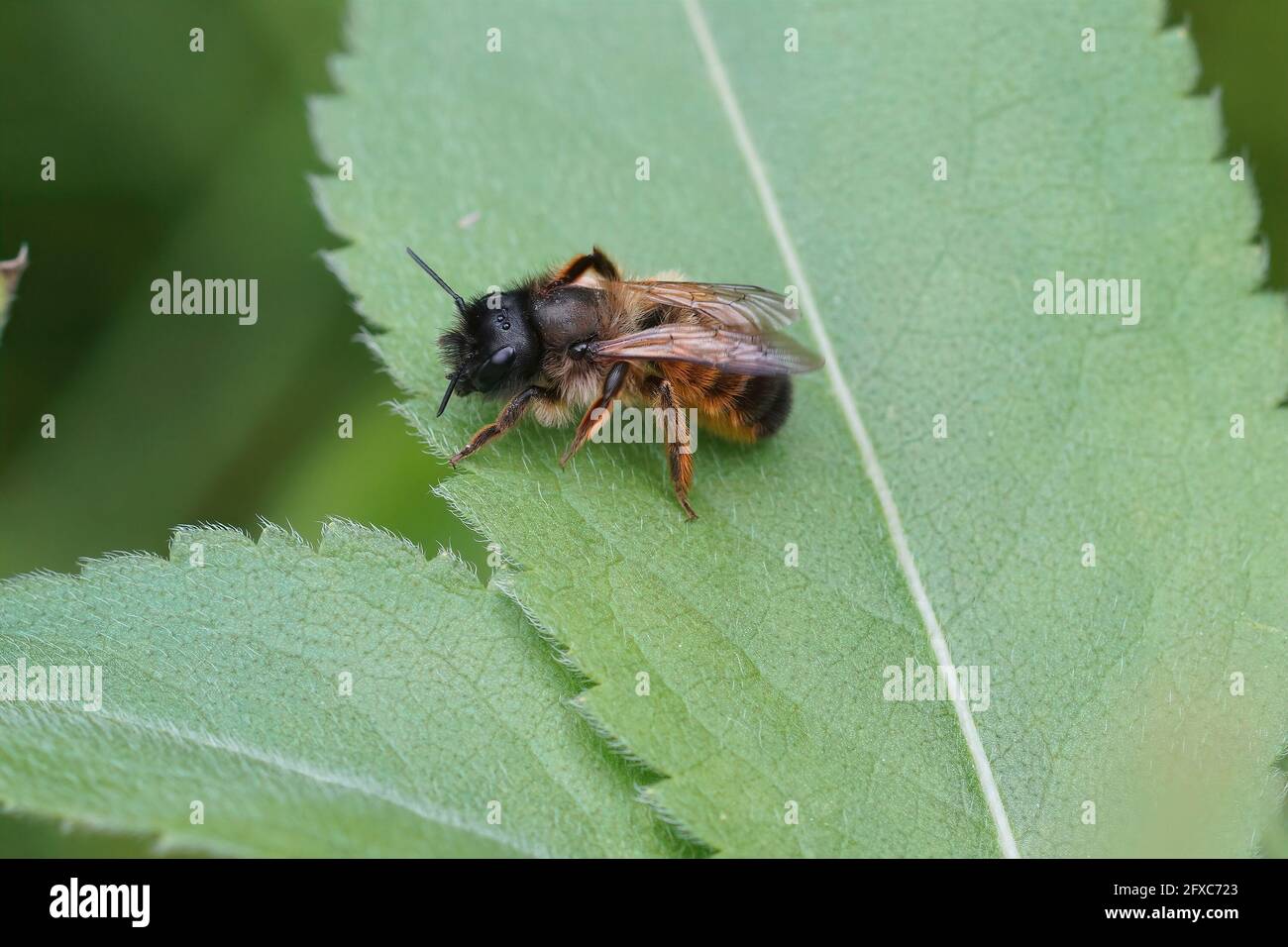 Closeup of a female red mason bee, Osmia rufa, resting on a green leaf ...