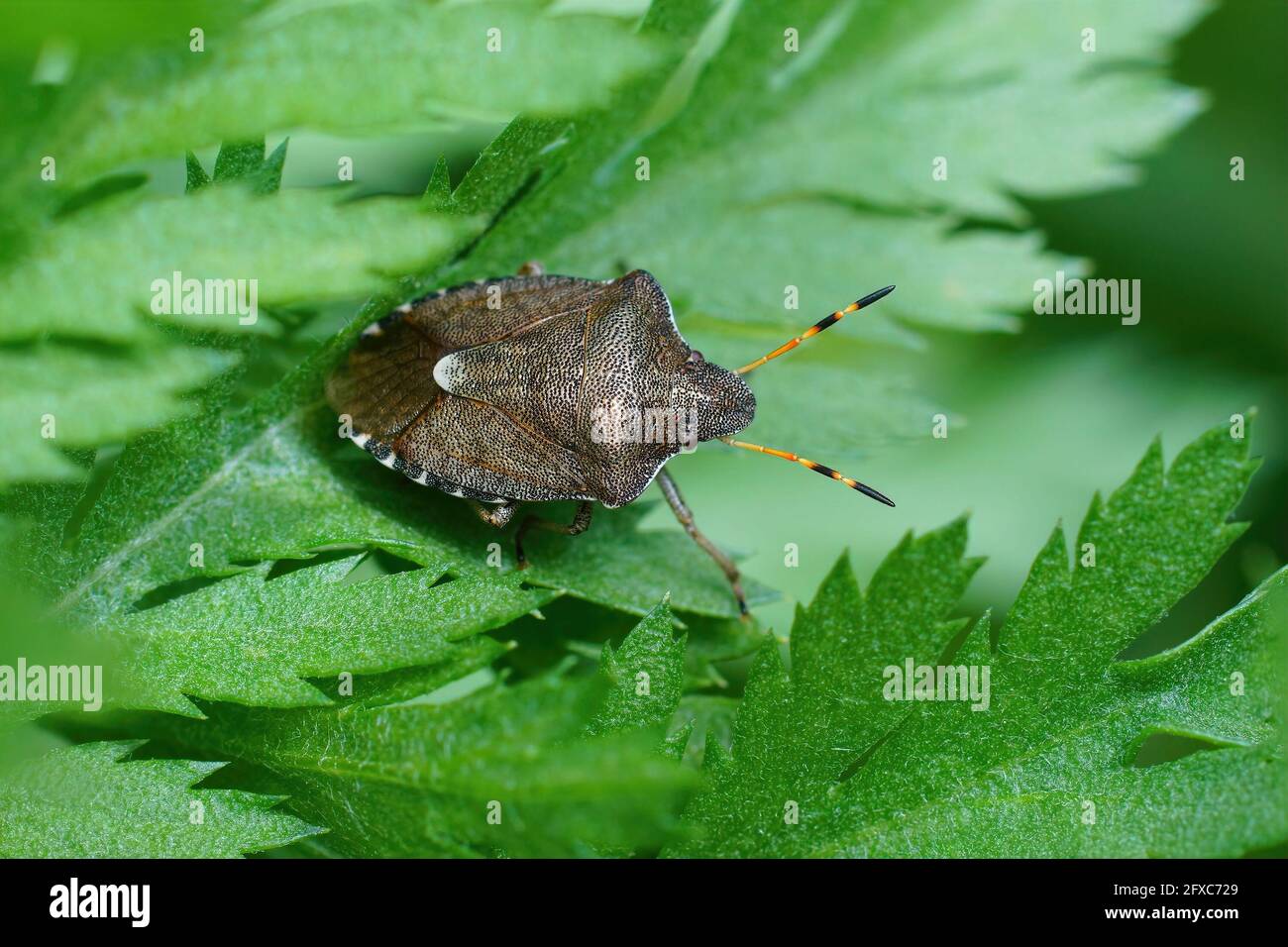 Closeup of the rare Vernal shieldbug, Peribalus strictus hiding Stock ...