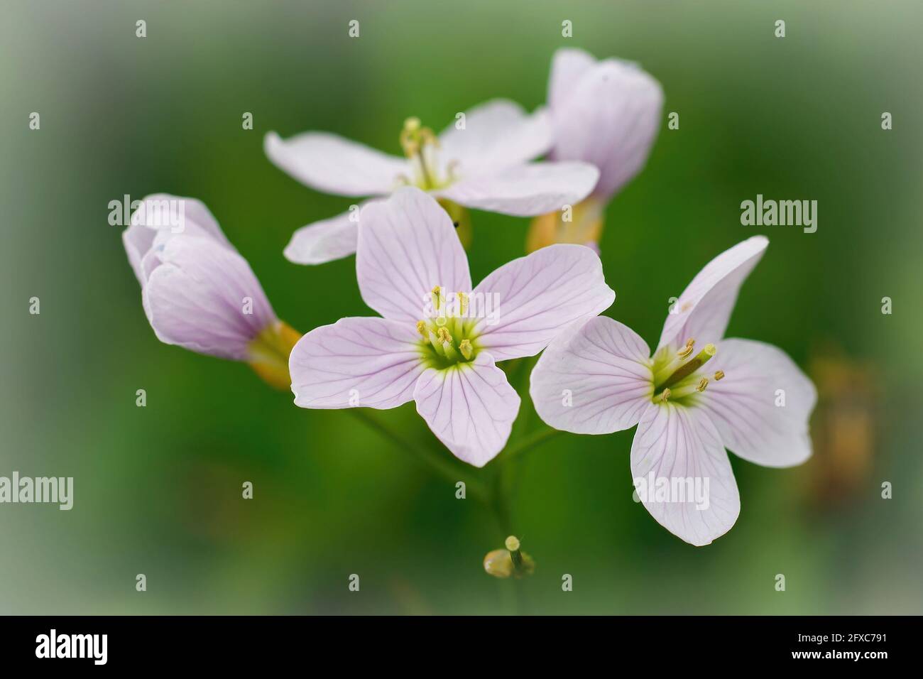 Close-up shot of a light-pink colored flower of mayflower, Cardamine ...