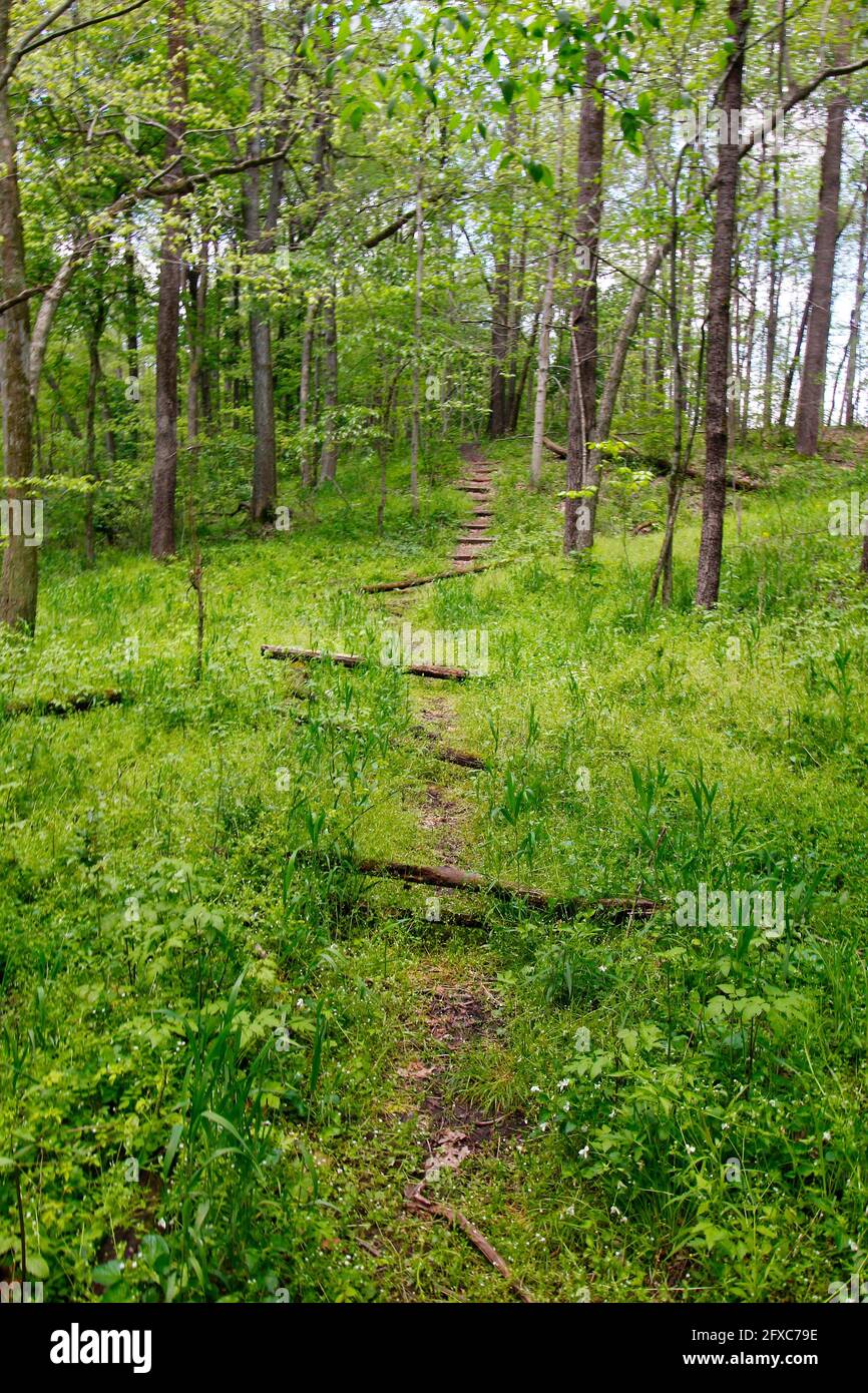 Faint Forest Trail in Spring Stock Photo - Alamy