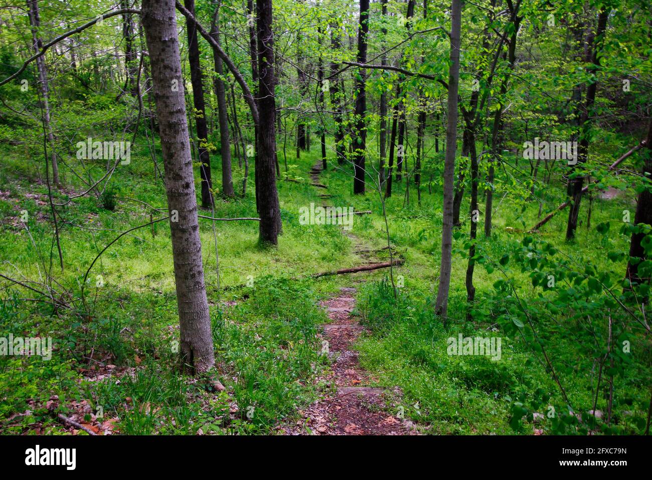 Faint Forest Trail in Spring Stock Photo - Alamy